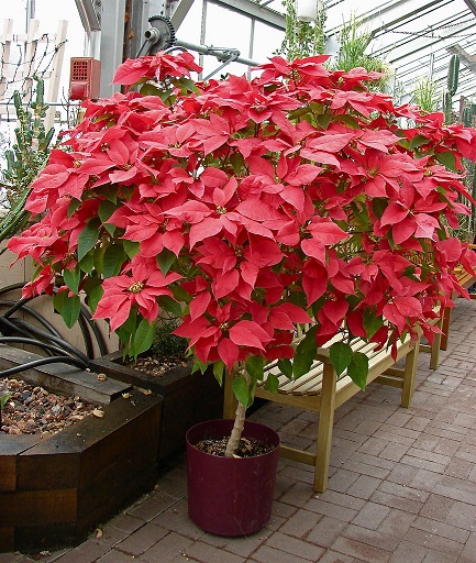 Poinsettia plant, Poinsettia tree, Indoor flowers